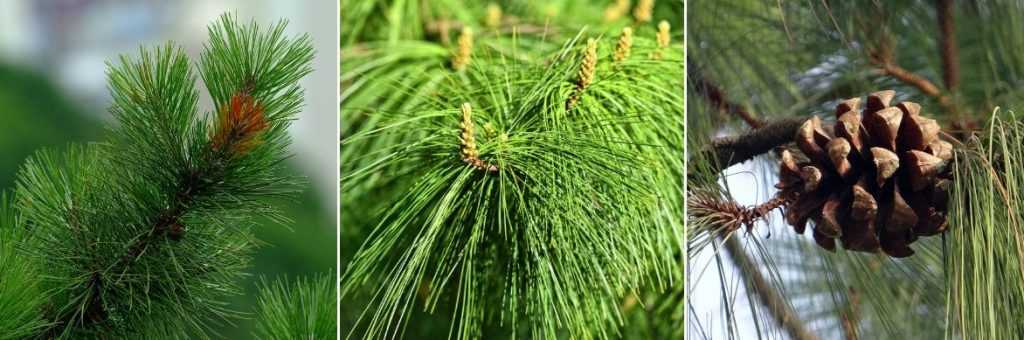 Pin, pinus : planter, tailler et entretenir - Promesse de Fleurs
