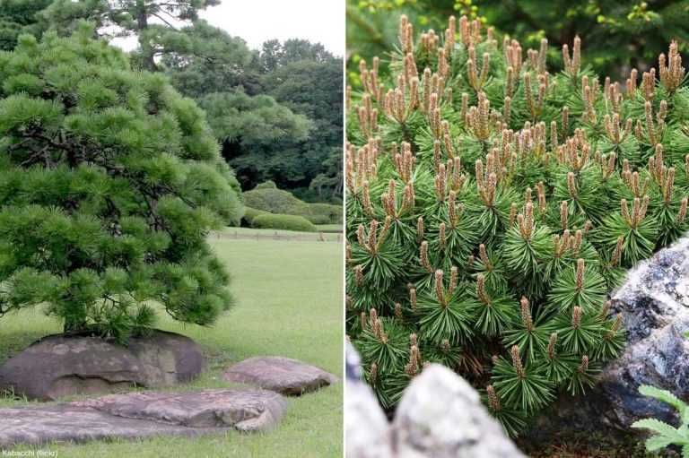 Pin, pinus : planter, tailler et entretenir - Promesse de Fleurs