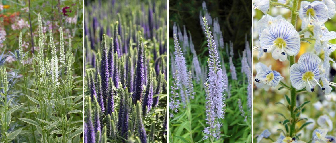 Véronique vivace, veronica : planter, entretenir - Promesse de Fleurs