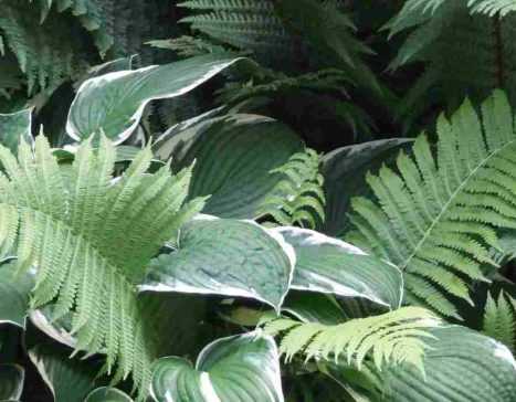 10 plantes vivaces d'ombre pour composer un massif - Promesse de Fleurs