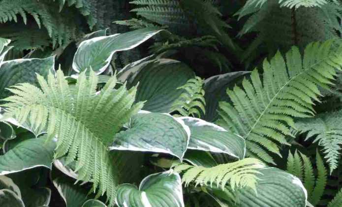 Les vivaces d'ombre à longue floraison - Promesse de Fleurs