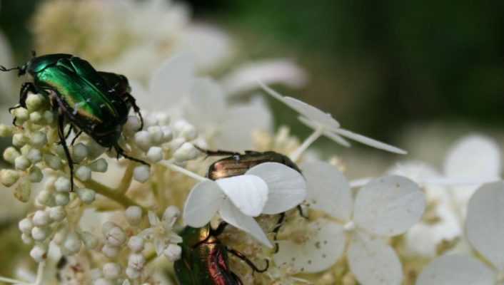 Cétoine dorée : tout savoir sur ce gros insecte du jardin - Promesse de ...