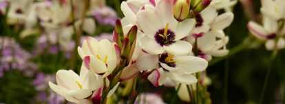 Lis des blés - Ixia Venus - Vivace bulbeuse offrant une profusion de ...