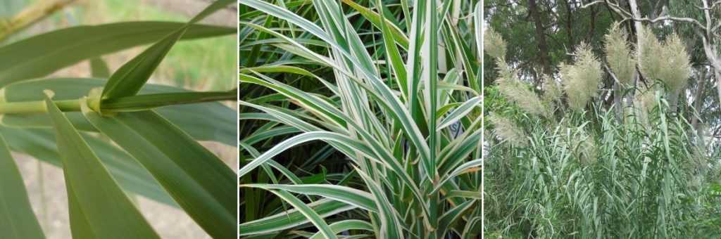 Canne de Provence, Arundo donax : plantation, culture, entretien