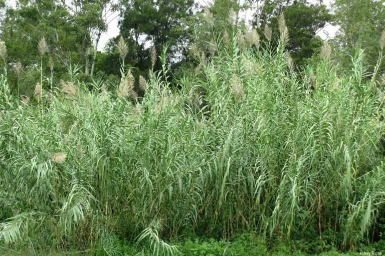 Canne de Provence, Arundo donax : plantation, culture, entretien