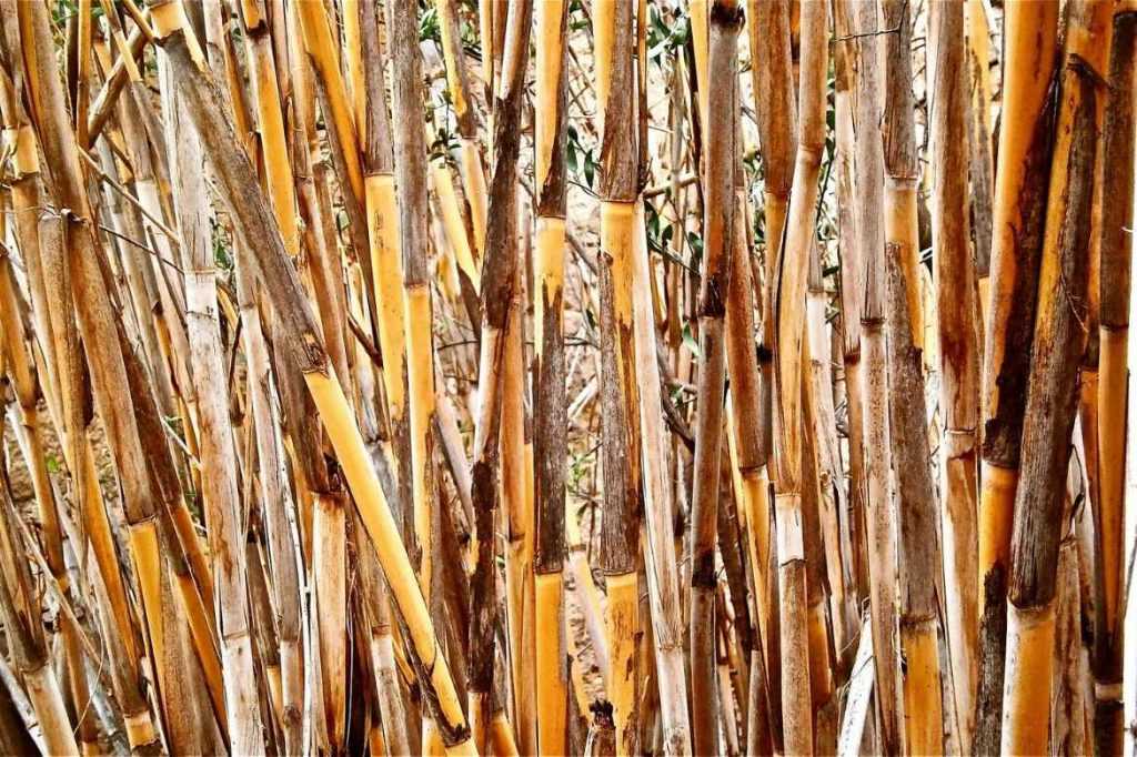 Canne de Provence, Arundo donax : plantation, culture, entretien