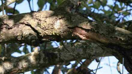 Le chancre des arbres et des fruitiers - Traitements - Promesse de Fleurs