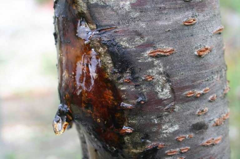 Le chancre des arbres et des fruitiers - Traitements - Promesse de Fleurs