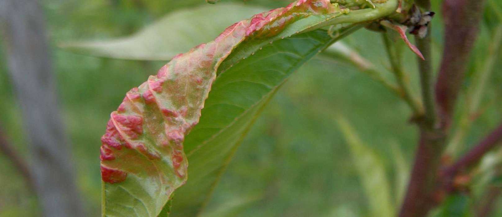 La cloque du pêcher - Blog Promesse de fleurs