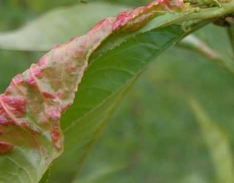 La cloque du pêcher - Blog Promesse de fleurs