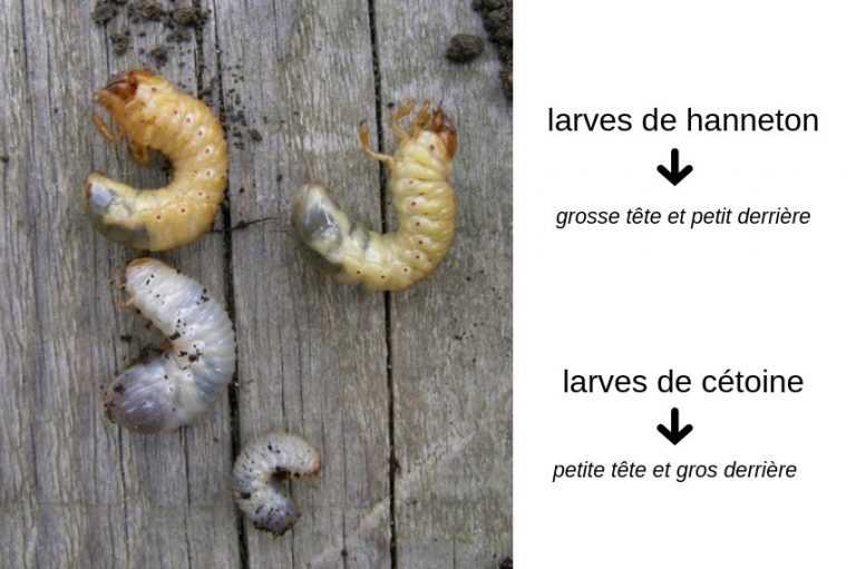 Cétoine dorée : tout savoir sur ce gros insecte du jardin - Promesse de ...