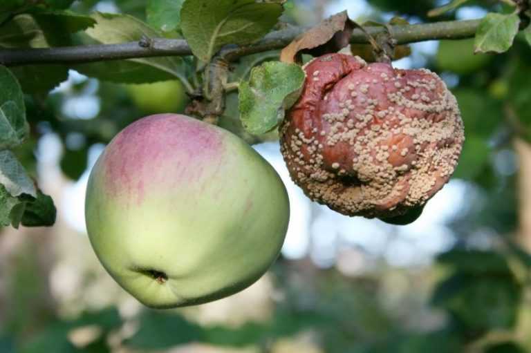 La moniliose des fruitiers, identifier et traiter - Promesse de Fleurs