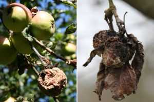 La moniliose des fruitiers, identifier et traiter - Promesse de Fleurs