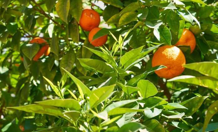 Citron caviar : plantation, culture, entretien et récolte