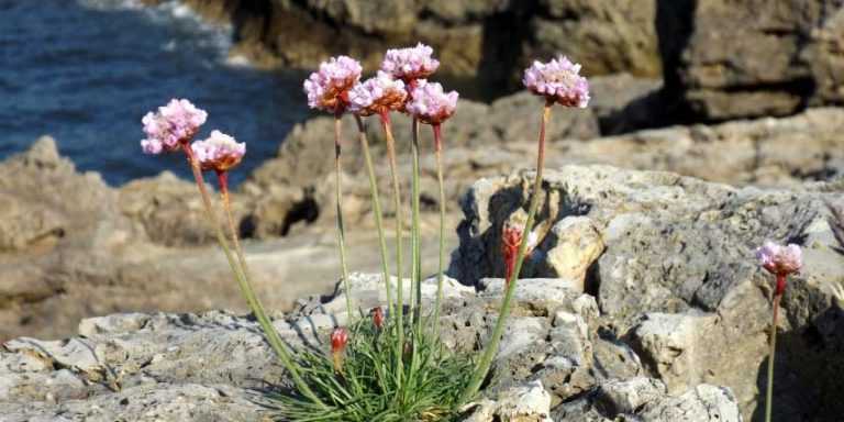 10 plantes vivaces idéales en jardin de bord de mer