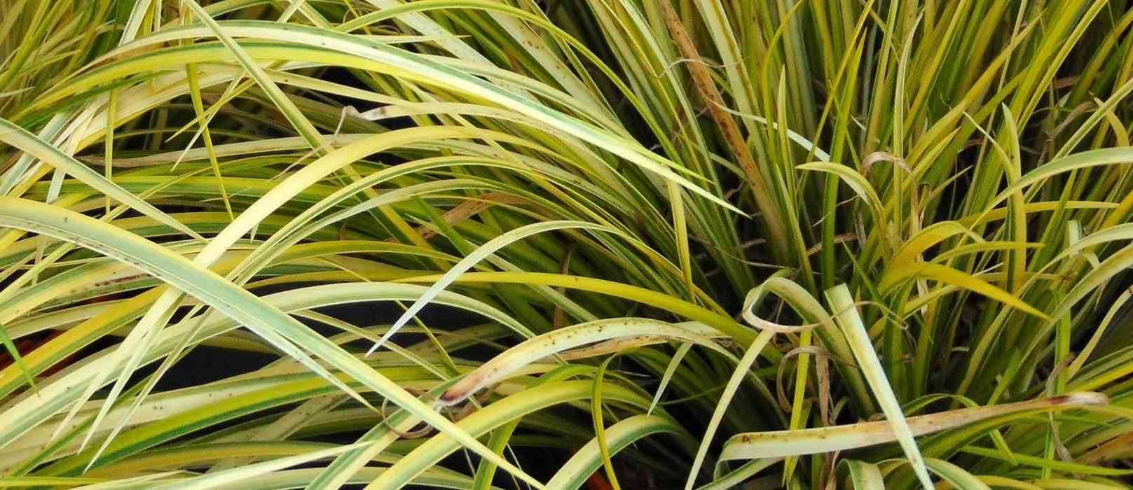 Acore, Acorus gramineus et calamus : planter, cultiver, entretenir ...