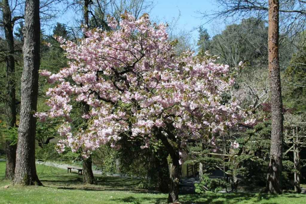 Amandier à fleurs, Amandier de Chine : plantation, taille, entretien