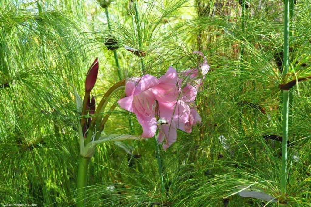 Restio, elegia capensis : planter, tailler et entretenir - Nos conseils