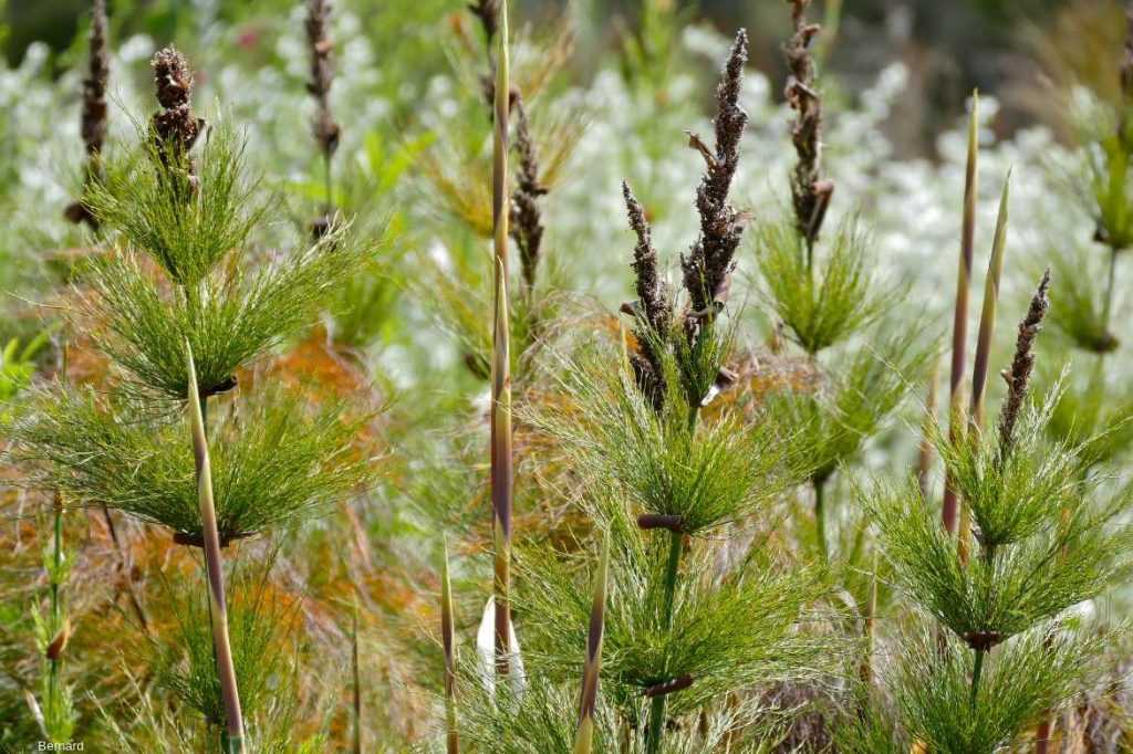 Restio, elegia capensis : planter, tailler et entretenir - Nos conseils