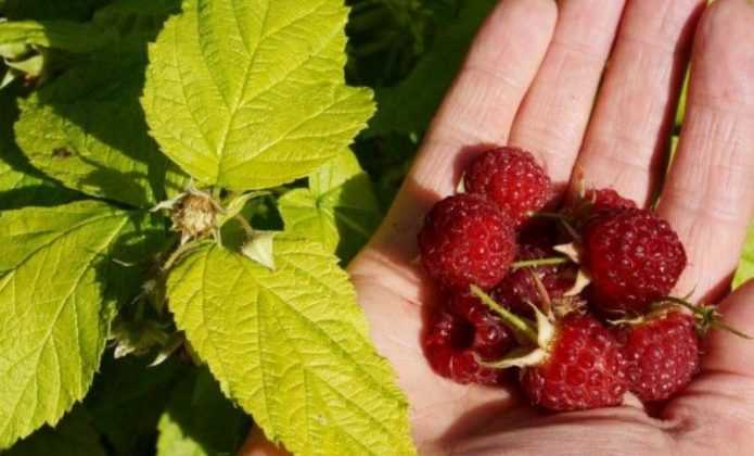 Framboisier : plantation et entretien - Nos conseils