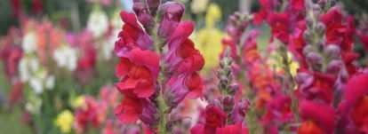 Antirrhinum majus Pretty in Pink - Muflier vivace, florifère, rose mauve.