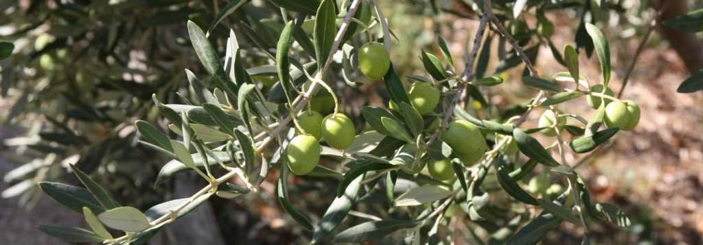 Olivier Cailletier (Olive de Nice) - Olea europaea - Caillette – Niçoise