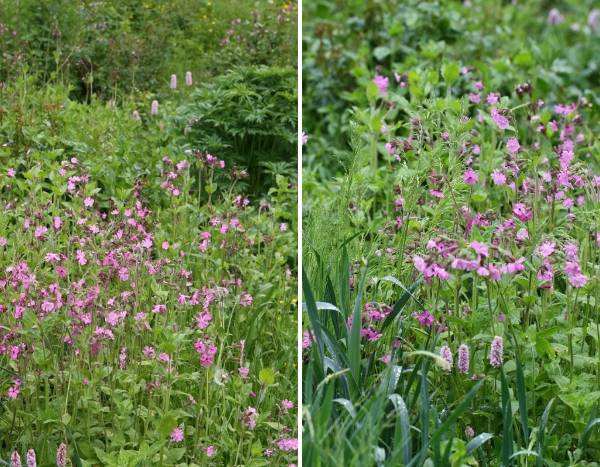 Plantes indigènes : qu'est-ce que c'est ? - Blog Promesse de fleurs