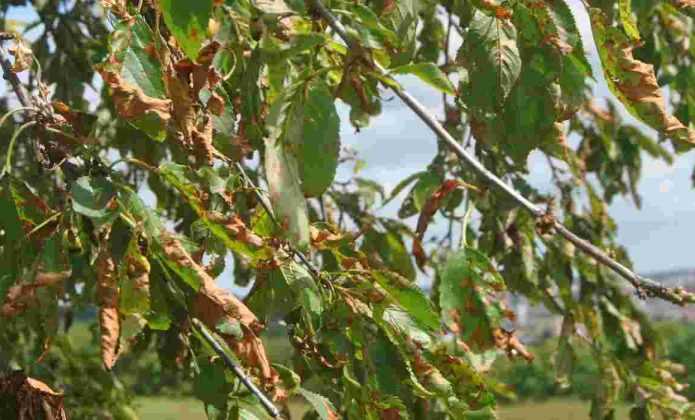 Coryneum ou Criblure des fruitiers à noyaux - Prévention et traitements