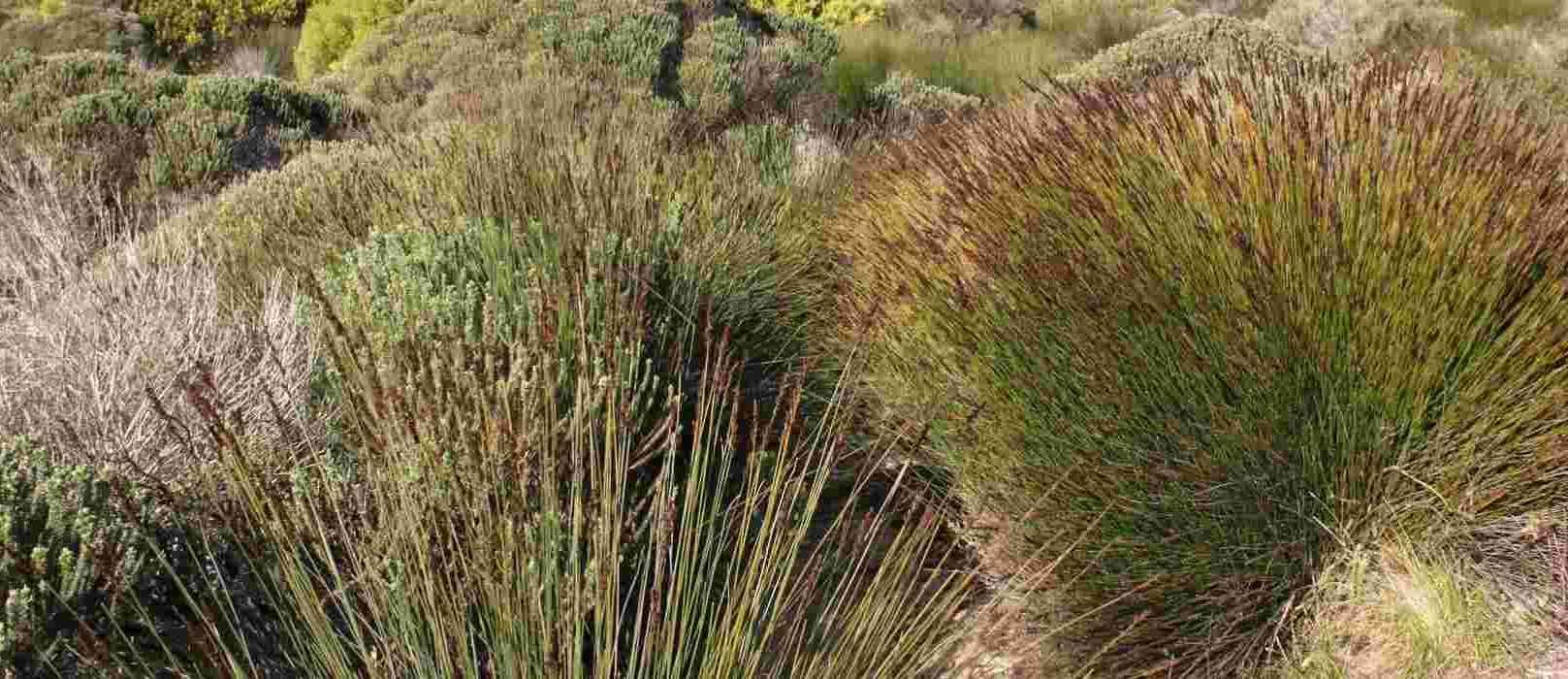 Restio, elegia capensis : planter, tailler et entretenir - Nos conseils