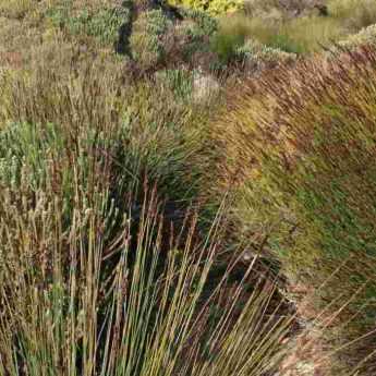 Restio, elegia capensis : planter, tailler et entretenir - Nos conseils