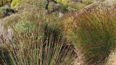 Restio, elegia capensis : planter, tailler et entretenir - Nos conseils
