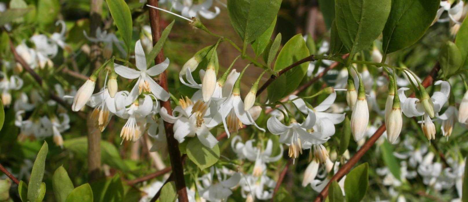 Styrax, Aliboufier : planter, cultiver, entretenir - Conseils