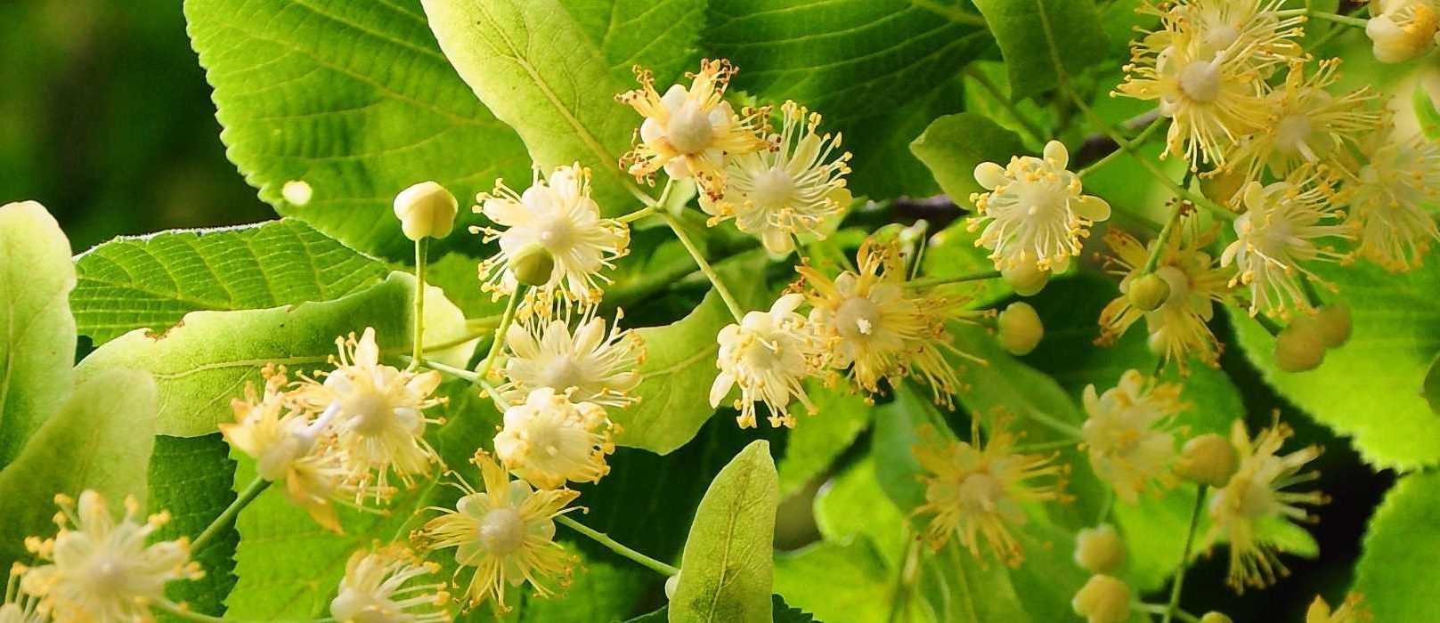 Tilleul, Tilia : nos conseils pour planter, cultiver et tailler cet arbre