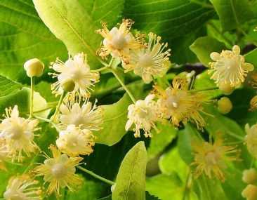 Tilleul, Tilia : nos conseils pour planter, cultiver et tailler cet arbre