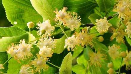 Tilleul, Tilia : nos conseils pour planter, cultiver et tailler cet arbre