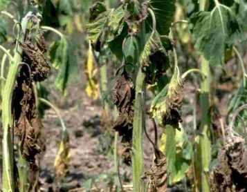 La Verticilliose : prévention et traitement