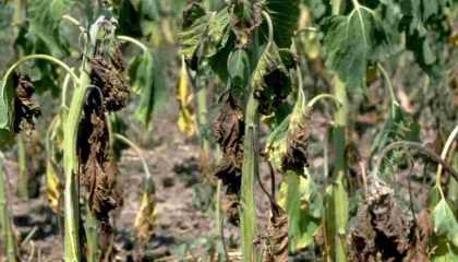 La Verticilliose : prévention et traitement