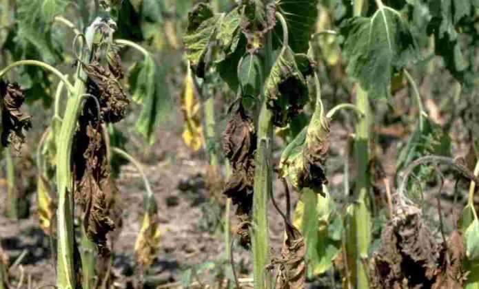 La Verticilliose : prévention et traitement