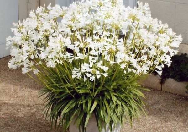 Comment protéger les agapanthes pour l'hiver ? Nos conseils