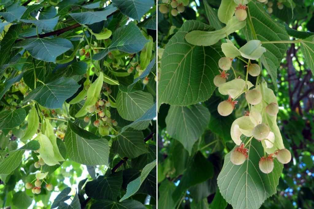 Tilleul, Tilia : nos conseils pour planter, cultiver et tailler cet arbre