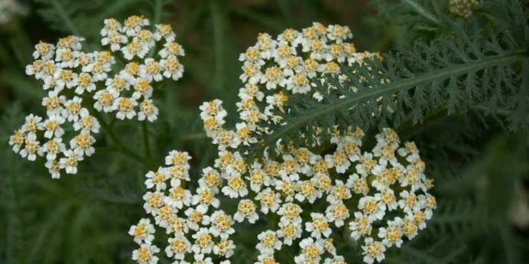 Plantes Pour Sol Calcaire