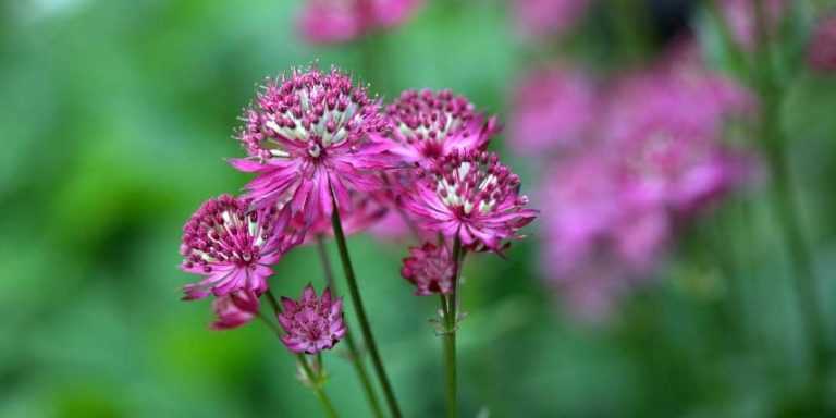 Plantes Pour Sol Calcaire