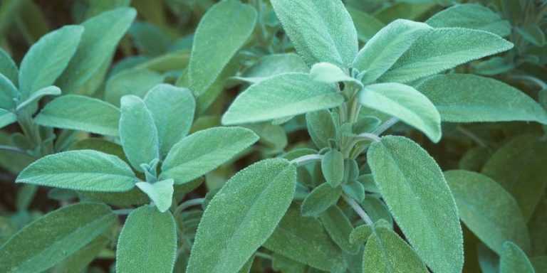 Plantes Pour Sol Calcaire