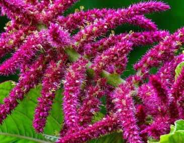 Amarante gibbeuse Dreadlocks - Amaranthus caudatus - Annuelle à fleurs ...