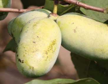 Annona cherimola - Le Chérimolier est un arbuste tropical peu rustique ...