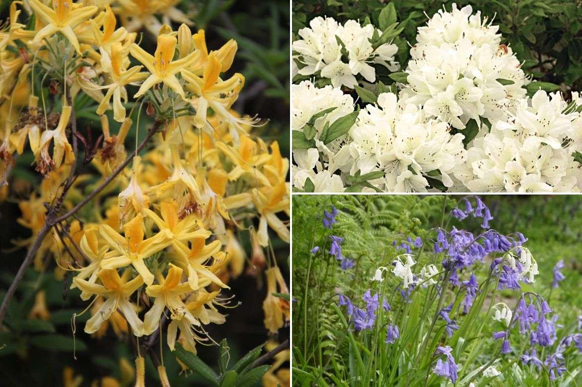 Azalées : plantation, culture, taille et entretien - Promesse de Fleurs