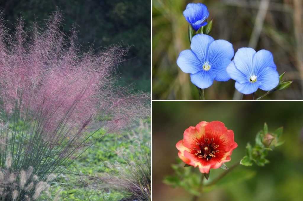 Lin, linum : semer, planter, entretenir - Nos conseils