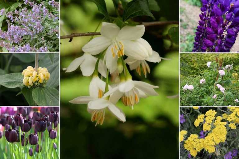 Styrax, Aliboufier : planter, cultiver, entretenir - Conseils