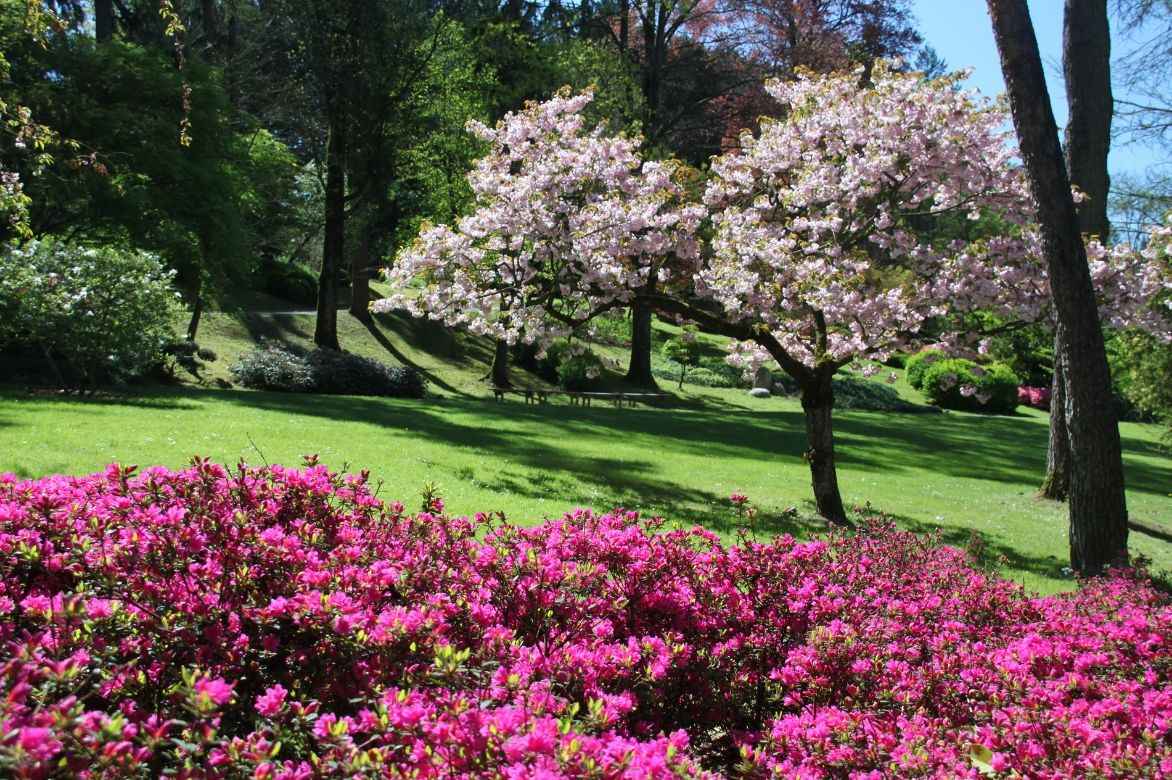 Azalées : plantation, culture, taille et entretien - Promesse de Fleurs