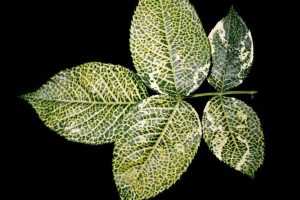 La faim d'azote : qu'est-ce que c'est ? Comment l'éviter, y remédier